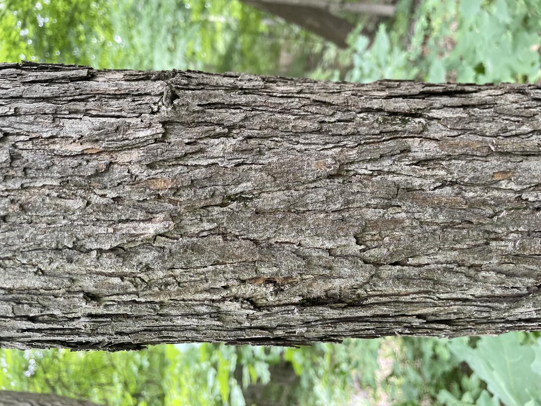 Red Mulberry | CMP Tree Selection Tool